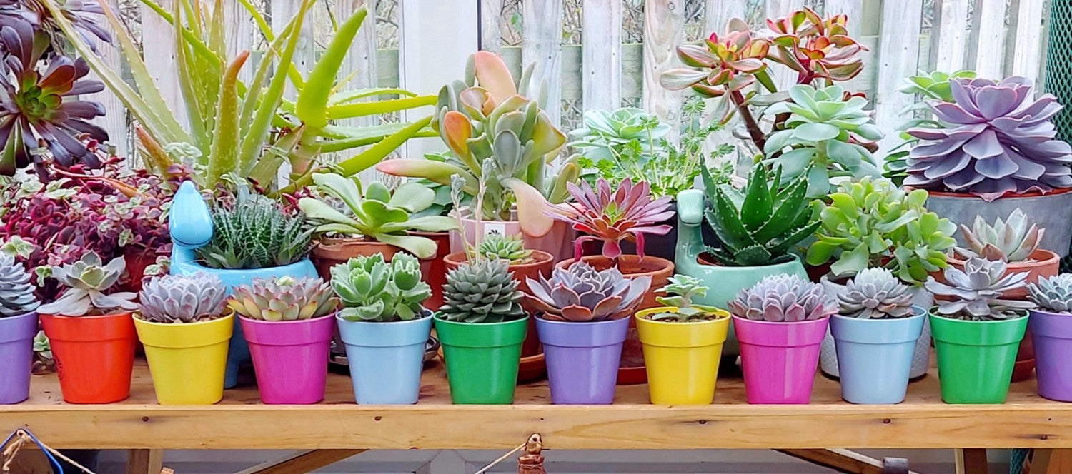 Green Tones | Recycled Picnicware & Eco Grow Pots